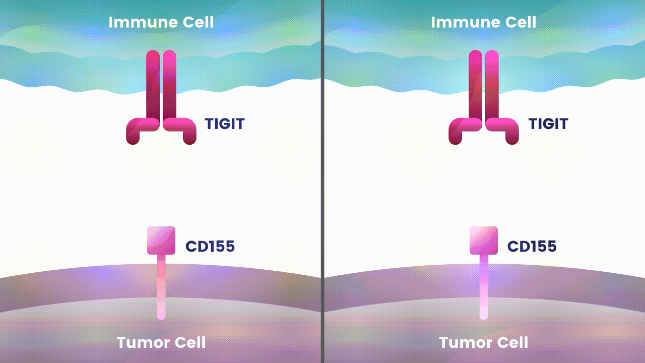 Exploring Immunotherapy Combinations | Arcus Biosciences
